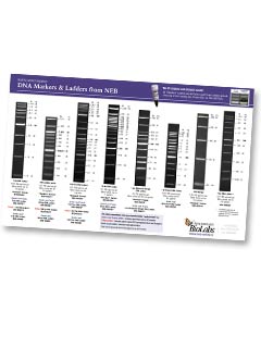 Catalogs & Literature - New England Biolabs GmbH