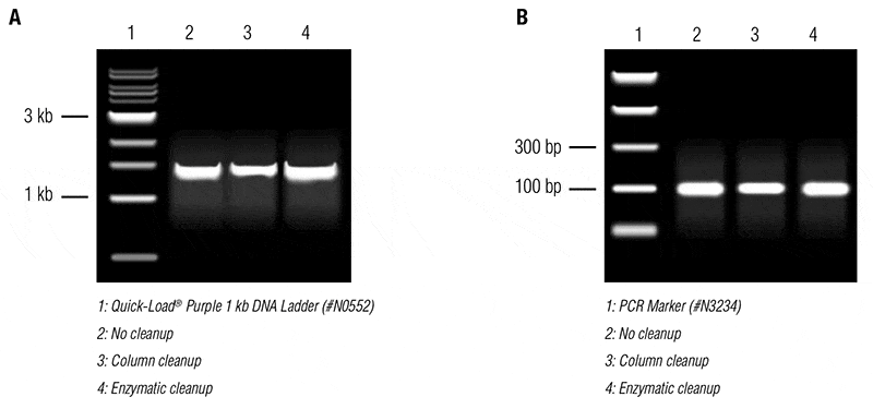 PCR Clean Up - New England Biolabs GmbH