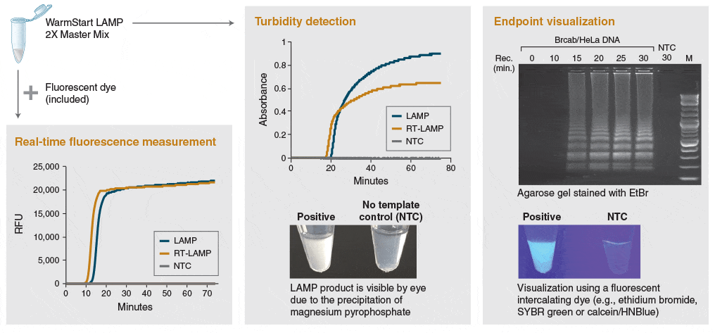 Isothermale Amplifikation - New England Biolabs GmbH