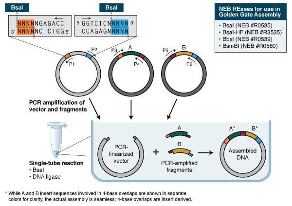 Golden Gate Assembly - New England Biolabs GmbH