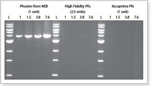 Phusion DNA Polymerase - New England Biolabs GmbH