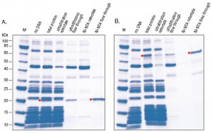 PURExpress In Vitro Protein Synthesis Kit - New England Biolabs GmbH