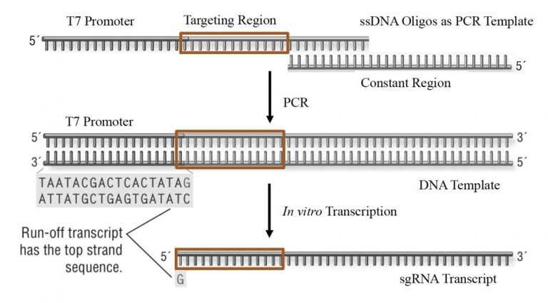 sgRNA Synthese - New England Biolabs GmbH