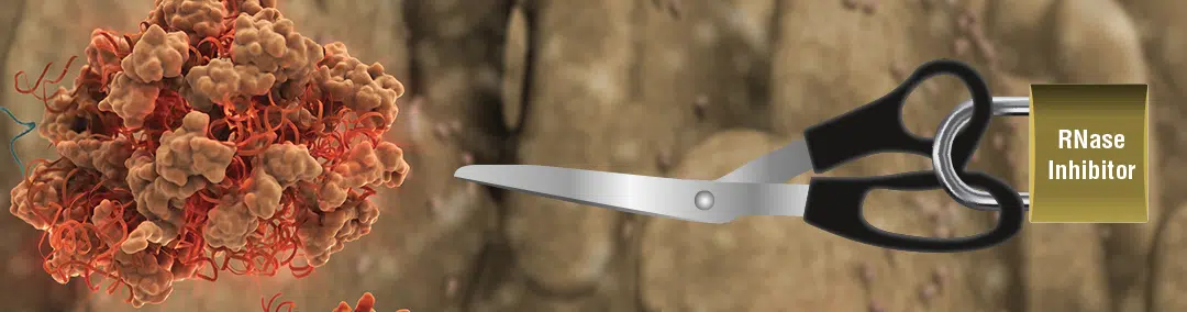 Ihr Preis mit dem Promocode "eNewsRNA19" - New England Biolabs GmbH