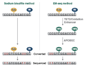 The new NEBNext Enzymatic Methyl-seq (EM-seq) - New England Biolabs GmbH