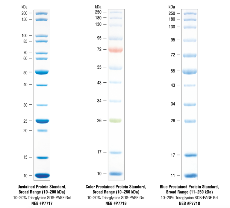 Protein Markers - New England Biolabs GmbH