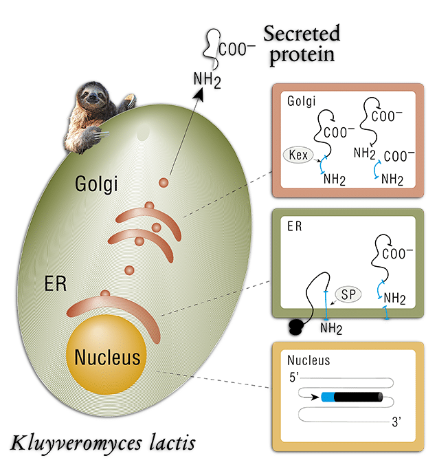 K. lactis Protein Expression Kit - New England Biolabs GmbH