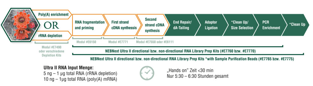 NEBNext Ultra II DNA & RNA Kits – Das Herzstück Ihrer NGS Library Prep ...