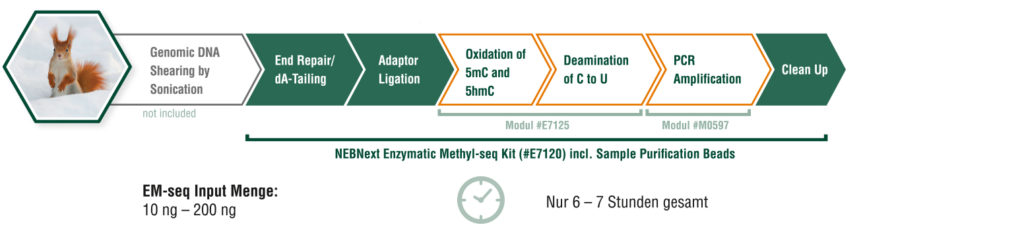 NEBNext Ultra II DNA & RNA Kits – Das Herzstück Ihrer NGS Library Prep ...