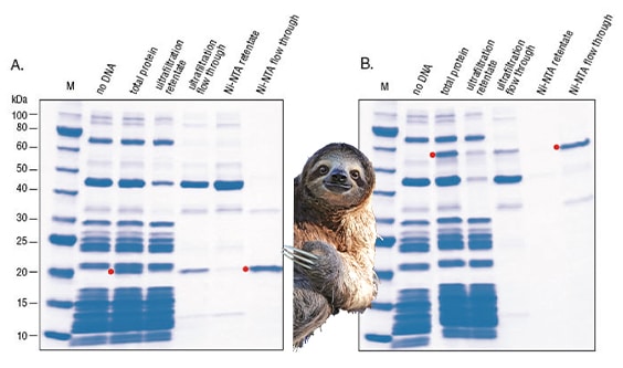 PURExpress In vitro Protein Synthesis Kit - New England Biolabs GmbH