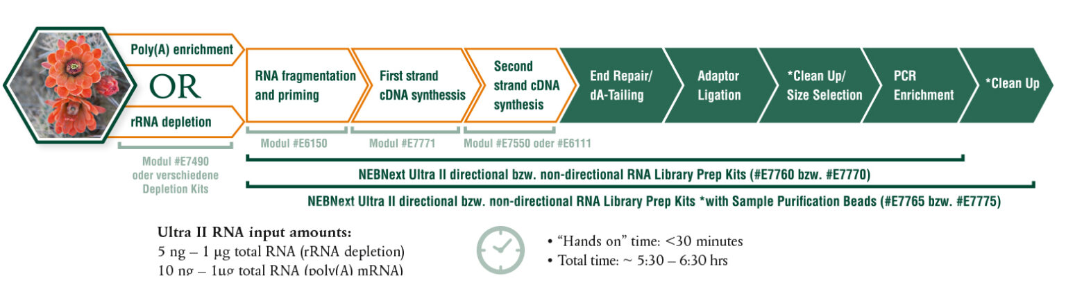 NEBNext Ultra II DNA & RNA Kits – The Core of your NGS Library Prep ...