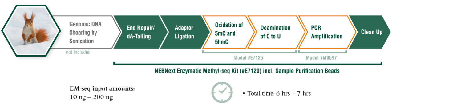 NEBNext Ultra II DNA & RNA Kits – The Core of your NGS Library Prep ...