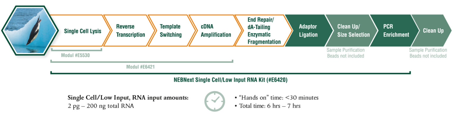 NEBNext Ultra II DNA & RNA Kits – The Core of your NGS Library Prep ...