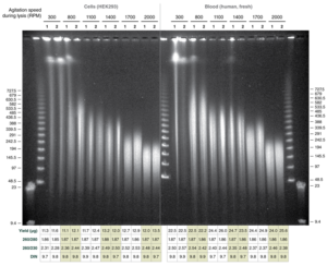Monarch HMW DNA Extraction Kits - New England Biolabs GmbH