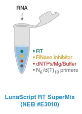 LunaScript RT SuperMix Kit and Master Mix Kit (Primer-free) - New ...