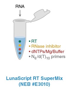 LunaScript Reverse Transcriptase – Die beste RTase für alle Anwendungen ...