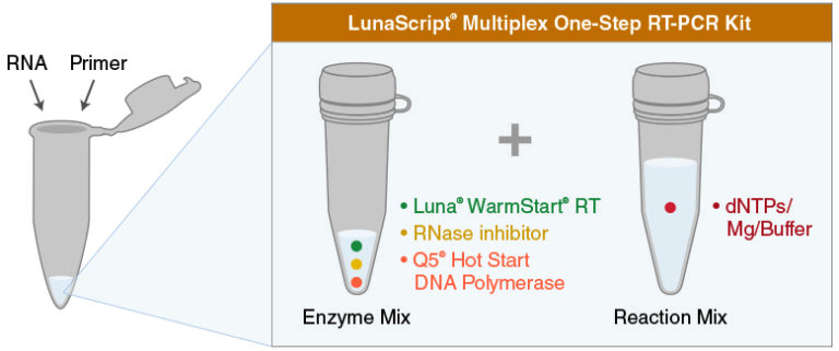 LunaScript RT SuperMix Kit and Master Mix Kit (Primer-free) - New ...