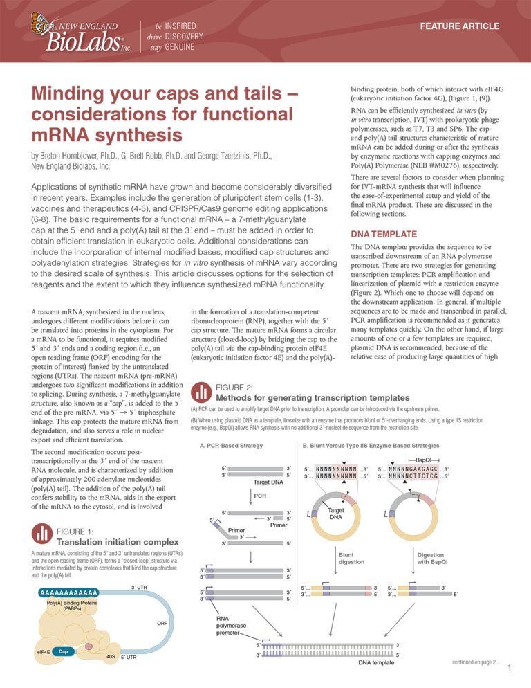 In vitro RNA Synthesis - New England Biolabs GmbH