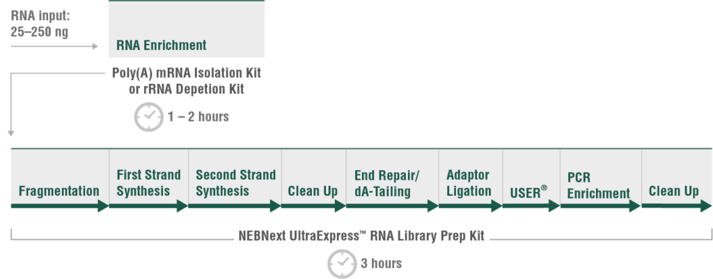 NEBNext UltraExpress Library Prep Kits - New England Biolabs GmbH