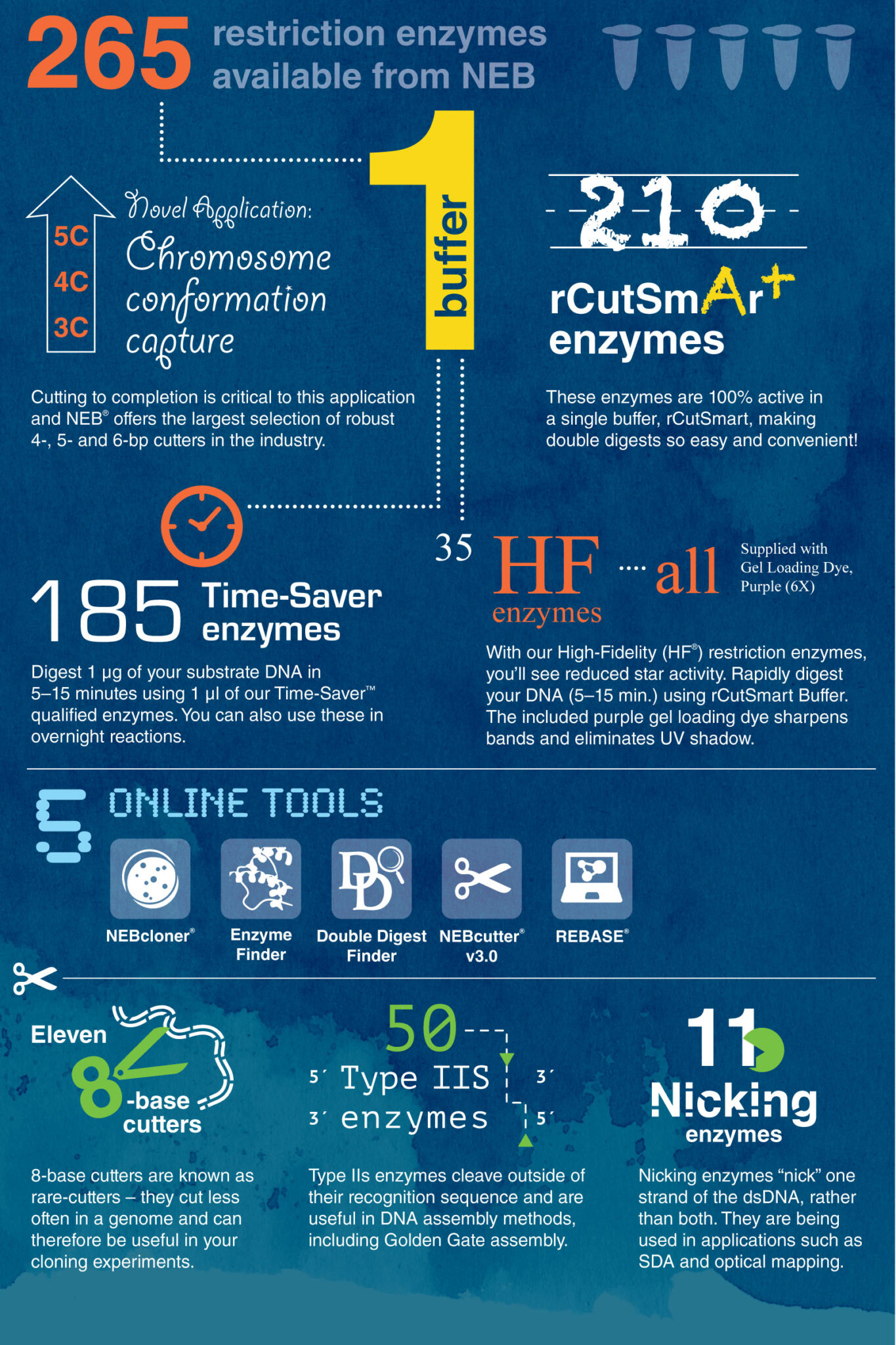 Restriction Enzymes - New England Biolabs GmbH