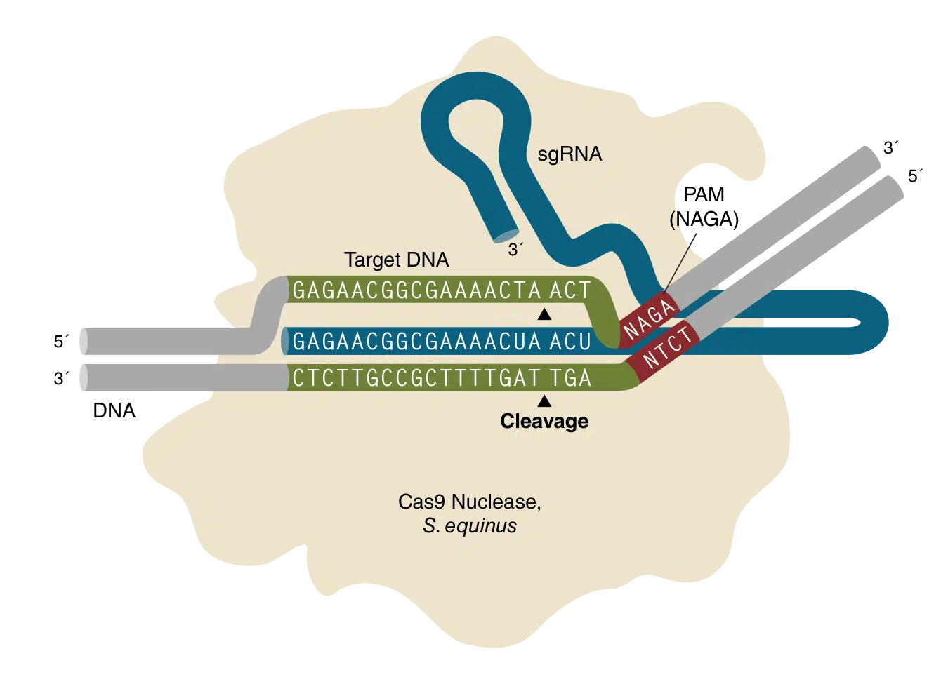 New CRISPR/Cas Nucleases for your Gene Editing Experiments - New England Biolabs GmbH