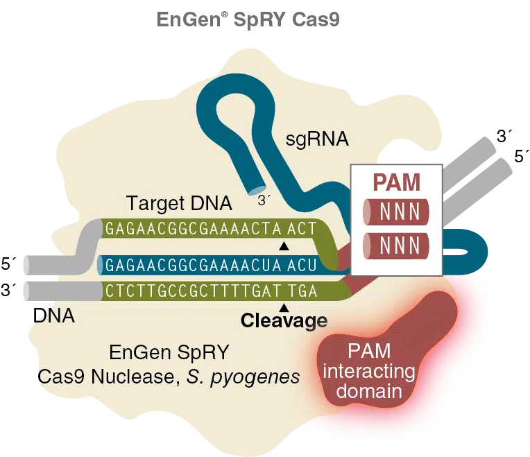 New CRISPR/Cas Nucleases for your Gene Editing Experiments - New ...