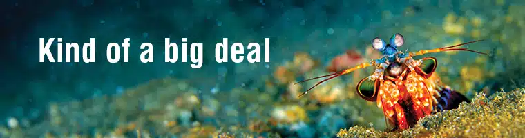 NEBNext Low-bias Small RNA Library Prep Kit - New England Biolabs GmbH