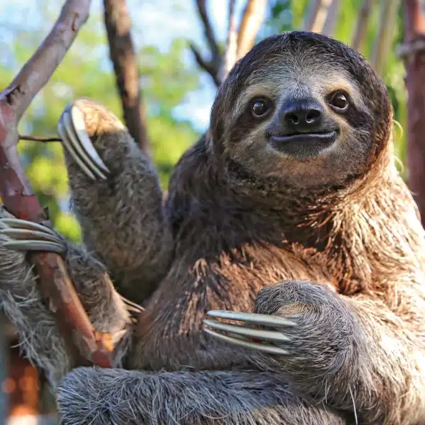 Assemble and Express with Confidence - New England Biolabs GmbH